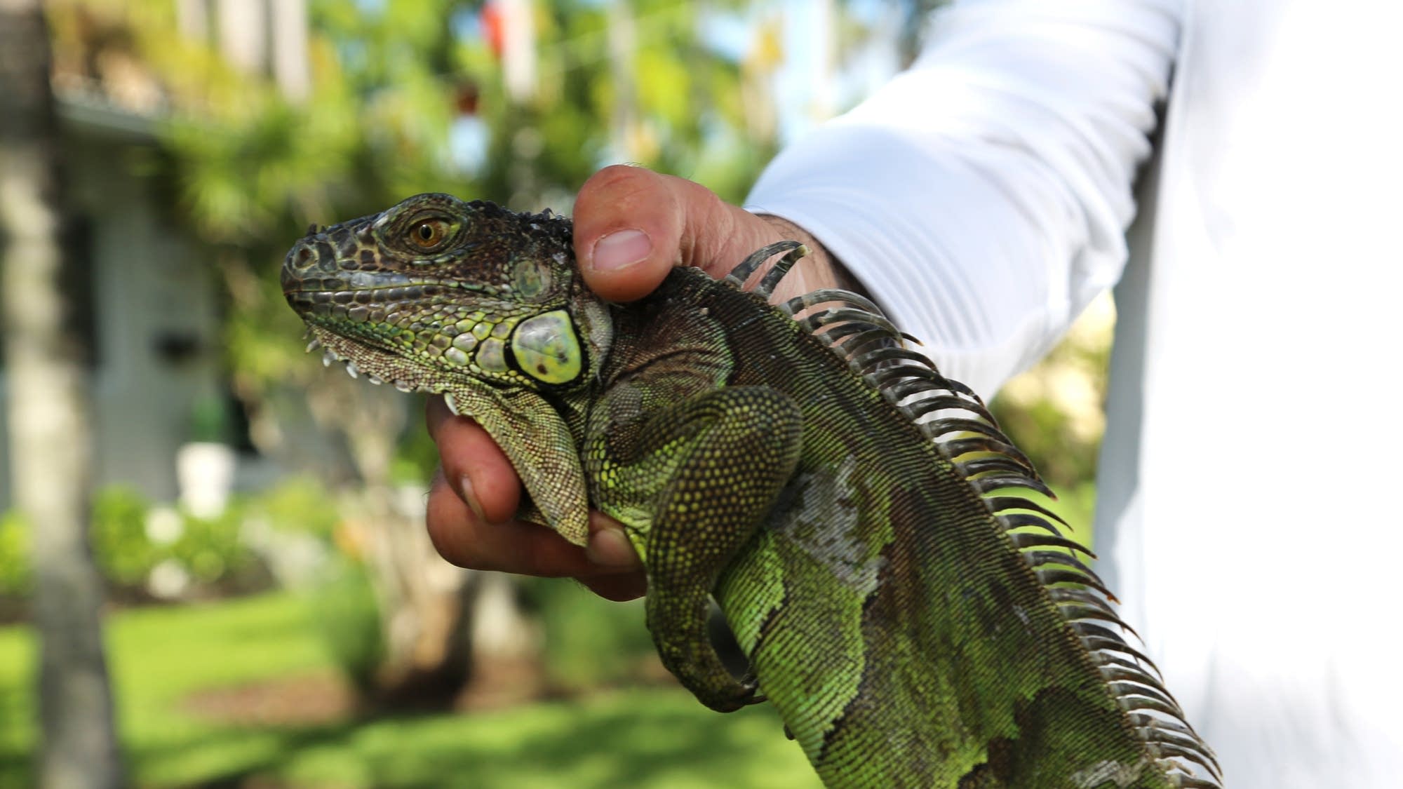 Green iguana control is big business in Florida - Marketplace