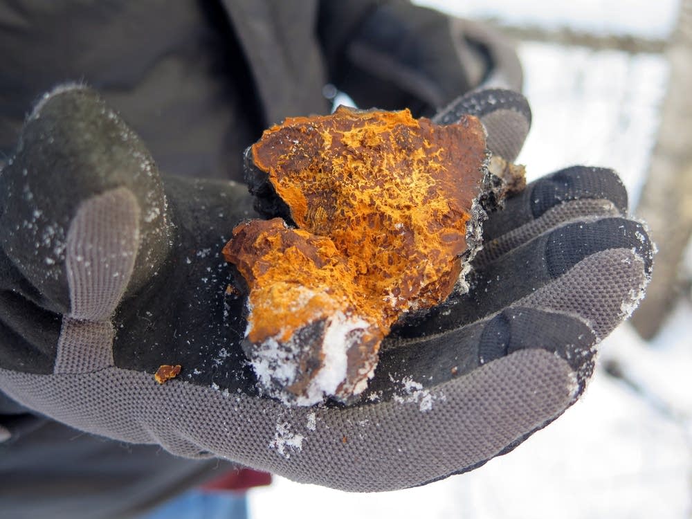 Chaga boom: Health, cash drive northern Minnesota fungus hunt ...