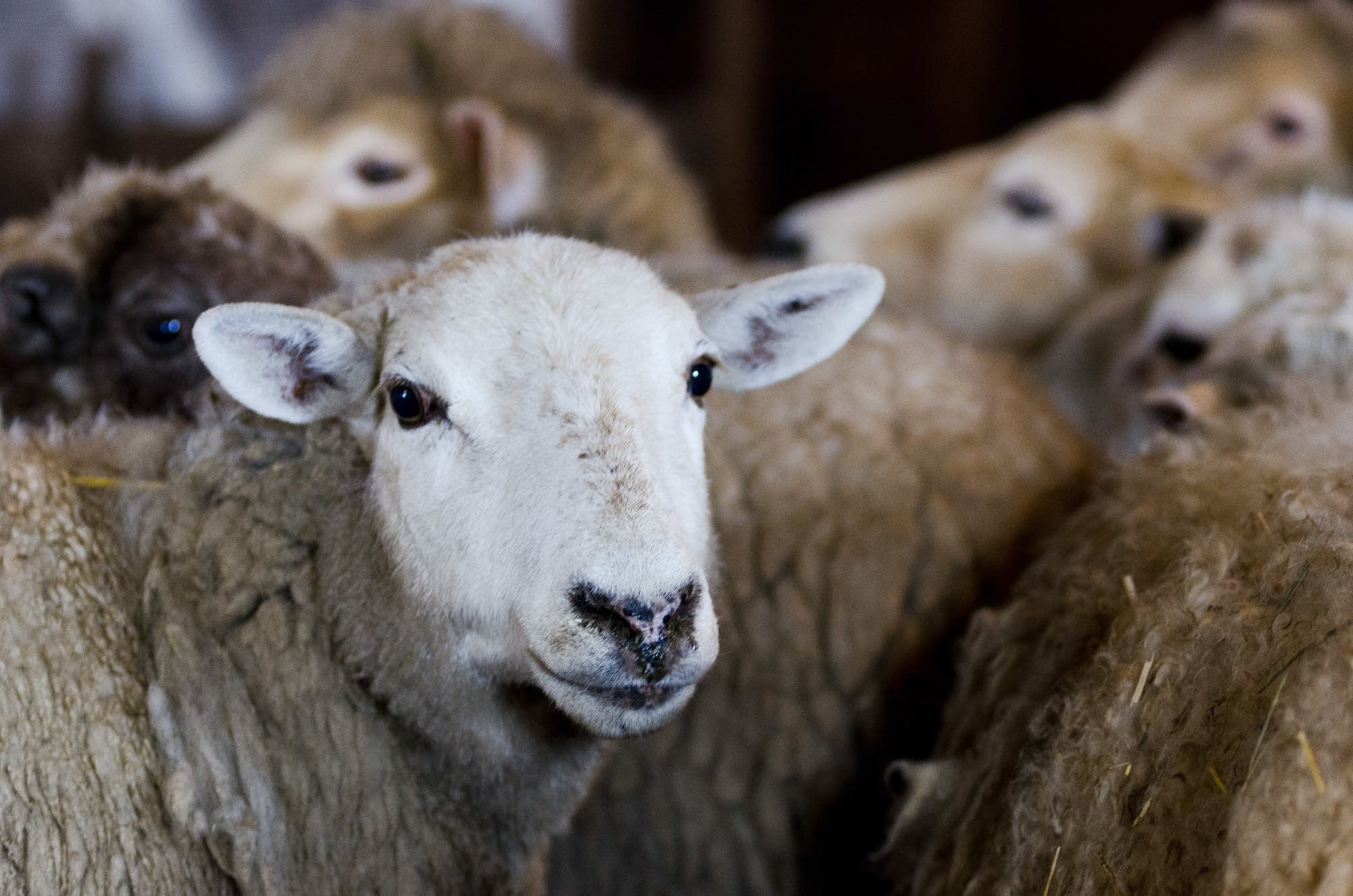 Throbbing Hive with Wits' John Moe: Energized wi-fi and soothing sheep