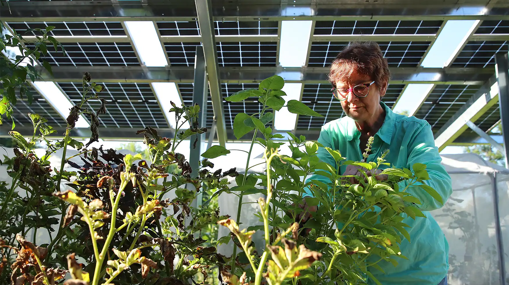 Solar arrays supply shade — and land — for farmers