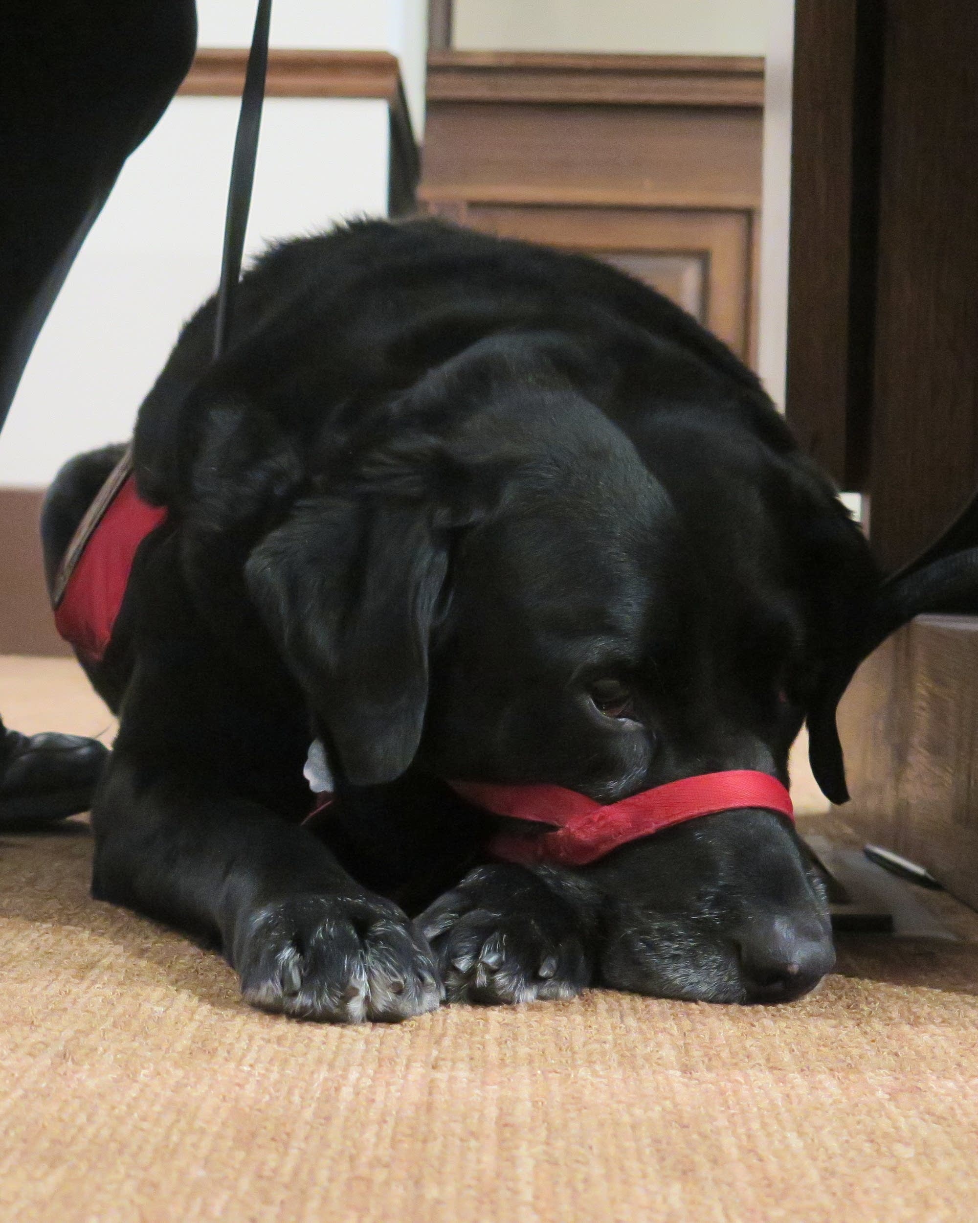 Can Untrained Dogs Detect Seizures