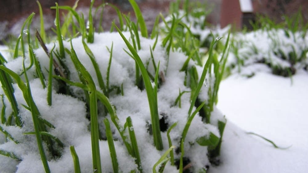 Winter's (temporary) comeback | MPR News