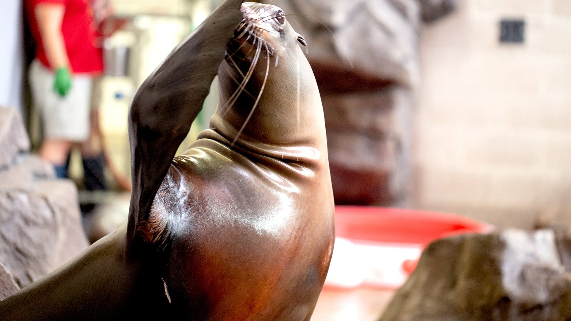Seals and sea lions adapt to a new, year-round home at Como Zoo | MPR News