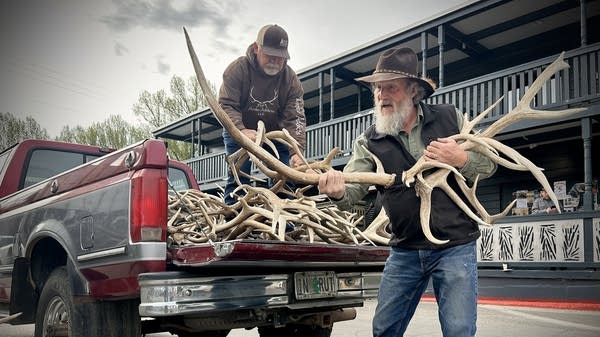 Wyoming's elk antler market: from decor to dog chews