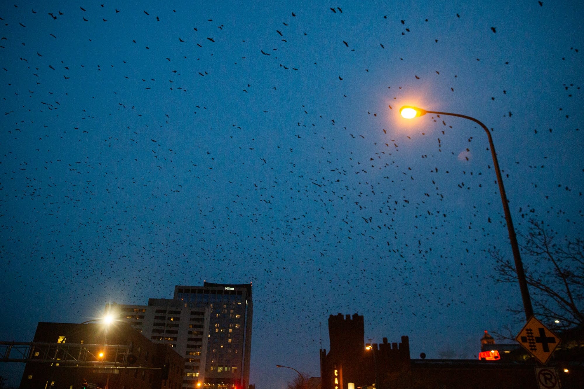 Bird poop problems? Rochester’s Crow Patrol is on it | MPR News