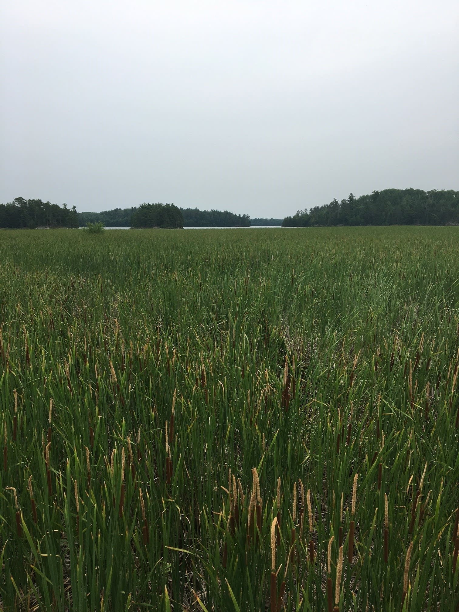 Crews work to remove islands of invasive cattails in Voyageurs National ...