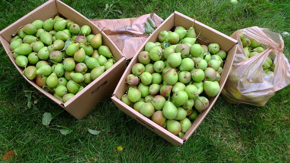 Is organic food actually healthier? | MPR News