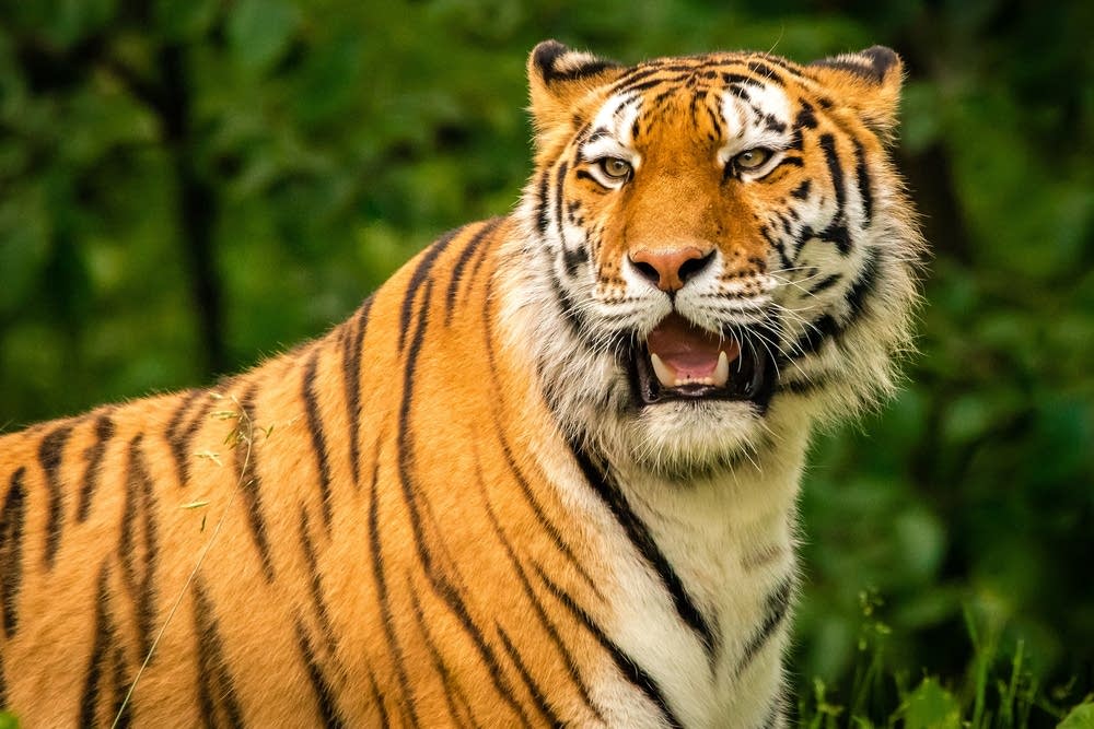 Minnesota Zoo's oldest tiger dies at 16 | MPR News