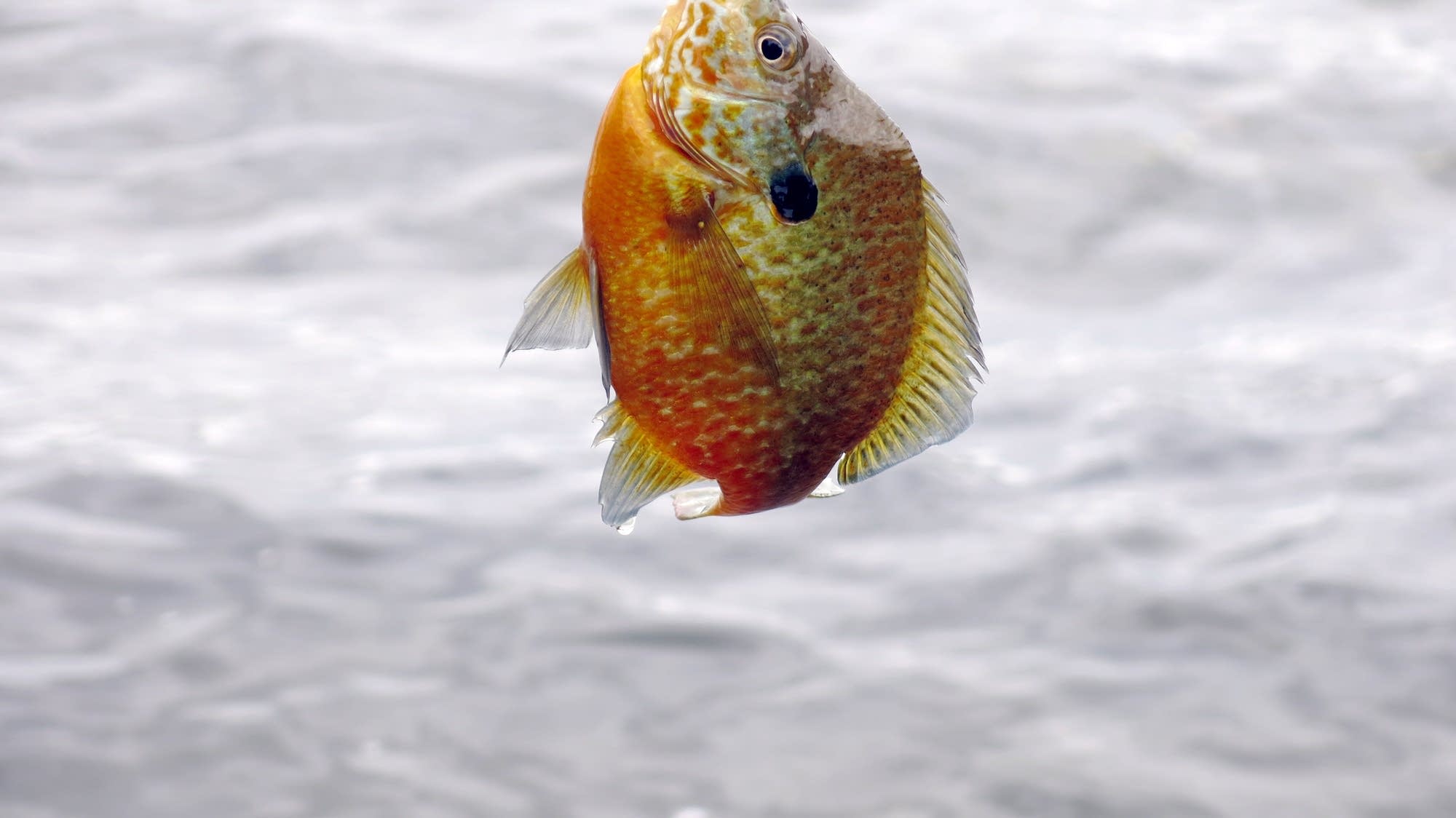 Drug traces found in state waters may be enough to harm fish, agency ...