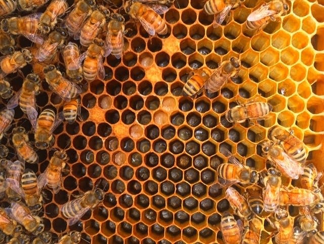 Minnesota bees inspire new classical work, film 'Bee-Sharp Honeybee'