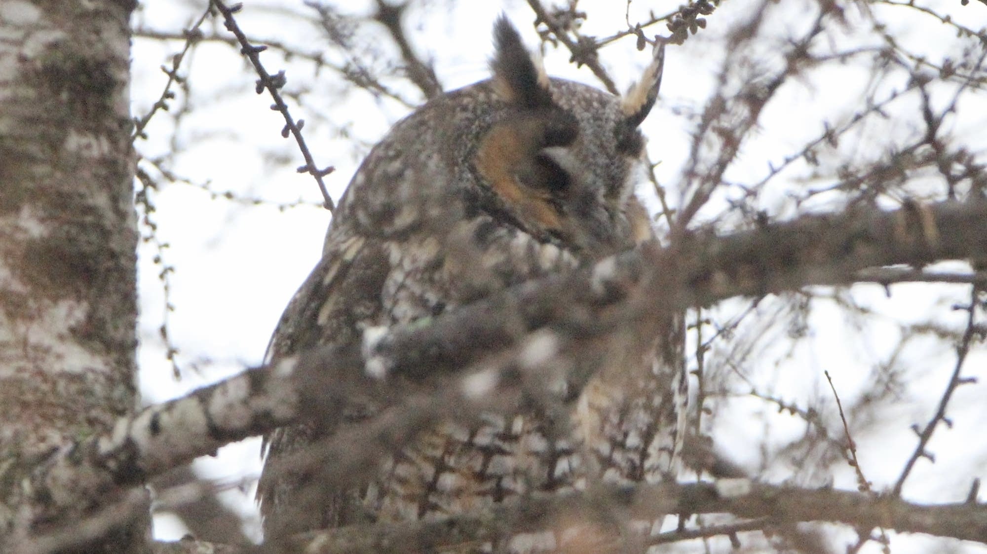 Minneapolis winter bird count delivers thrills on the wing | MPR News