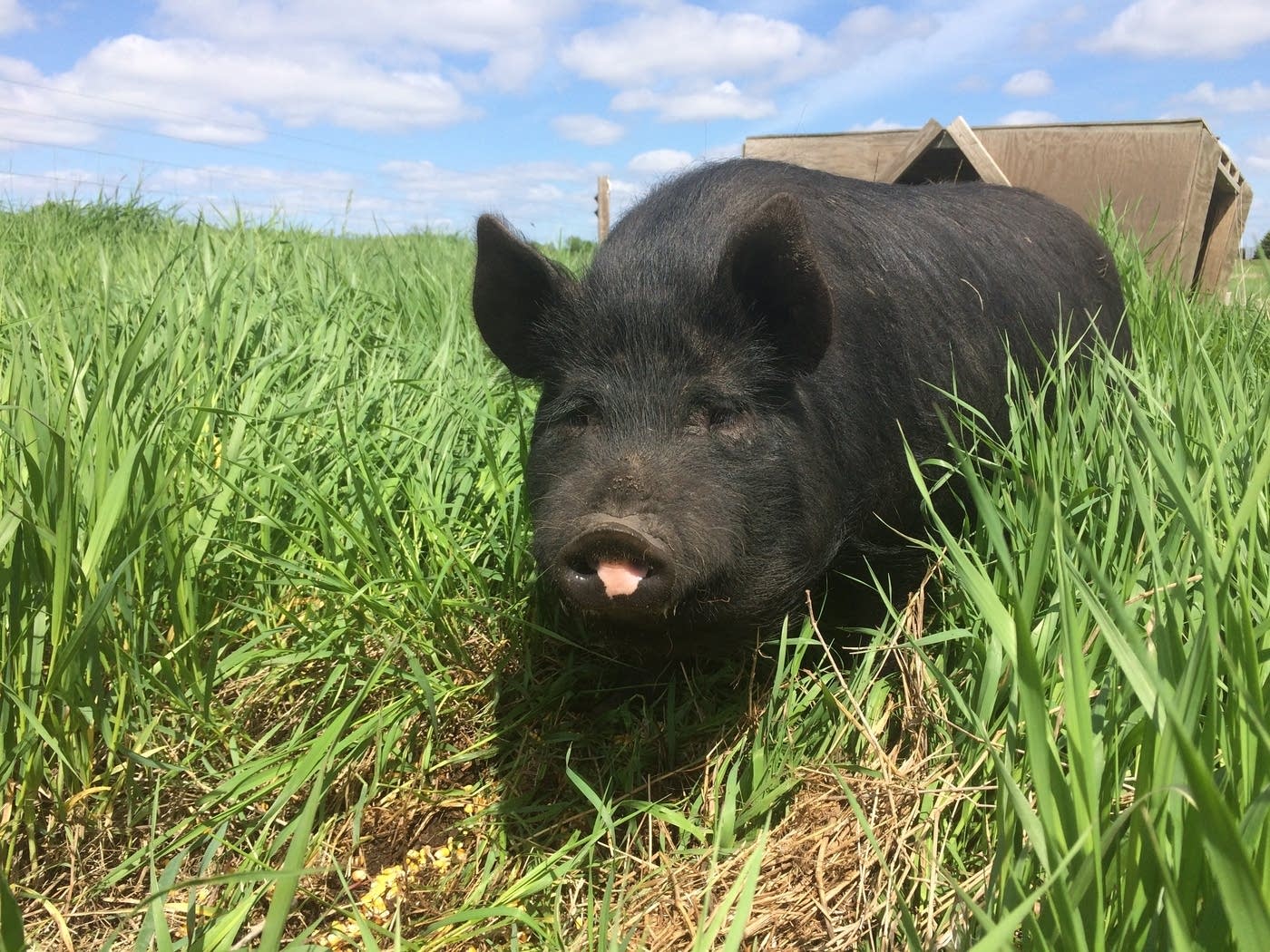 Know your pork: Comparing 2 very different pig farms | MPR News