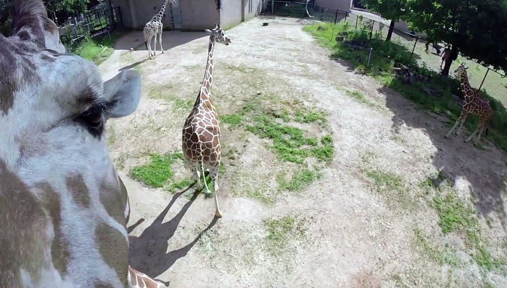Video: Face to face with a camera-chomping giraffe at Como Park Zoo ...