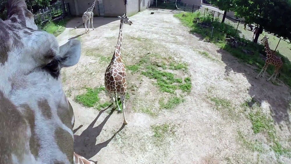 Video: Face to face with a camera-chomping giraffe at Como Park Zoo ...