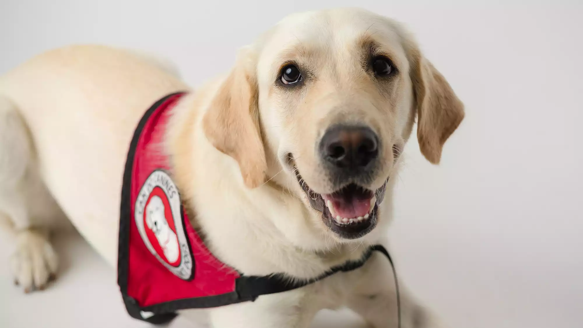 Classical music has gone to the dogs at Can Do Canines