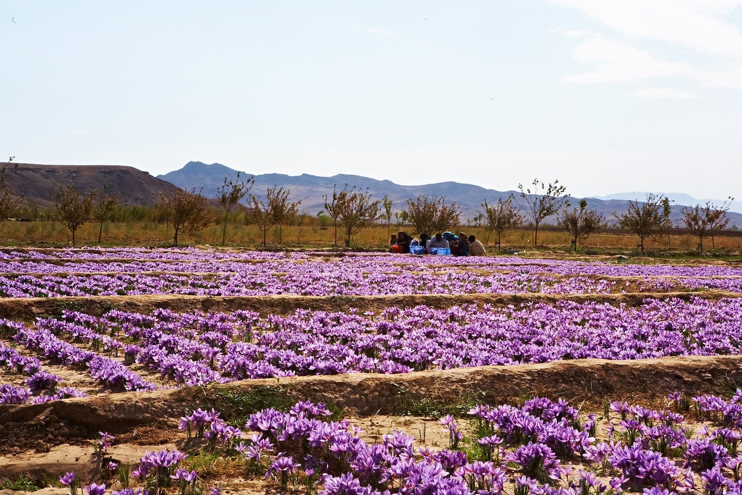 Photographer Melanie Dunea undercover in search of saffron in ...