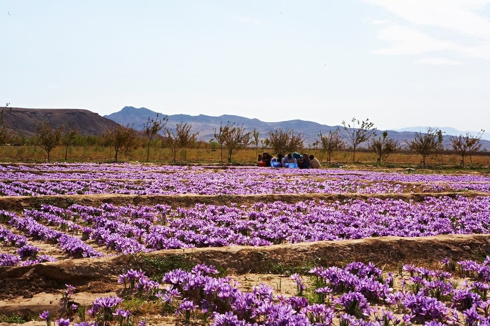 Photographer Melanie Dunea undercover in search of saffron in ...