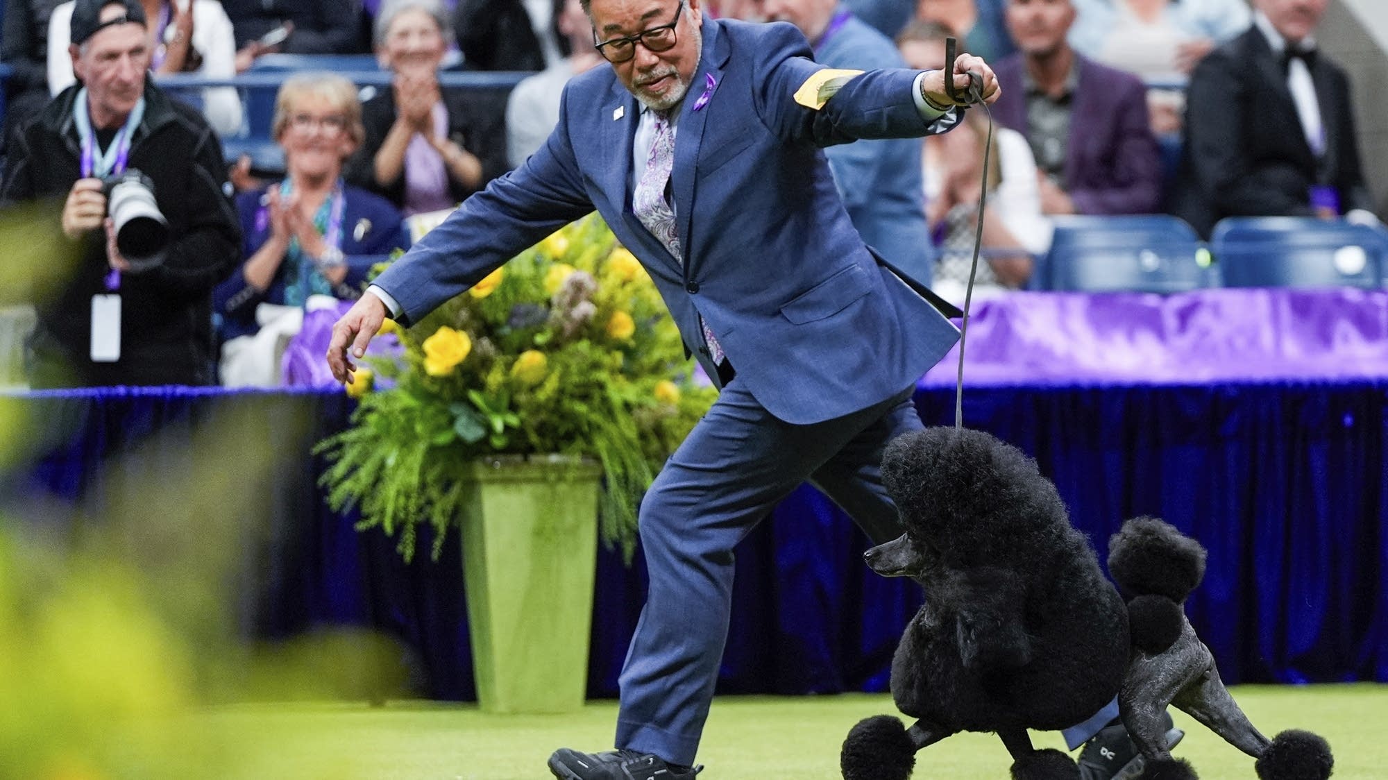 Miniature poodle named Sage wins Westminster Kennel Club dog show | MPR ...