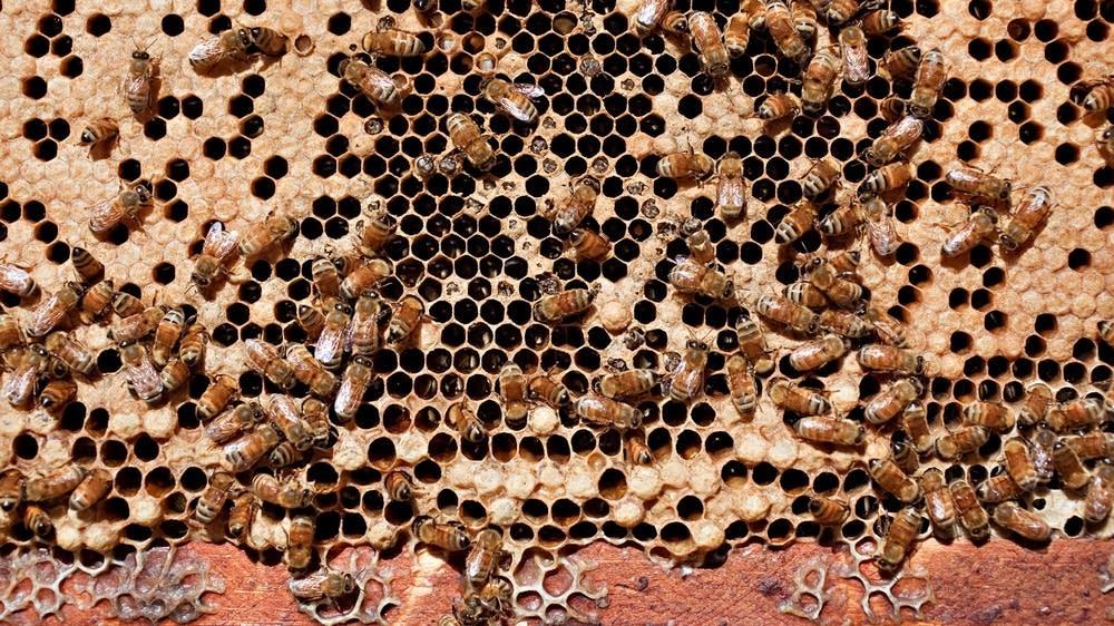 The plight of the bees | MPR News