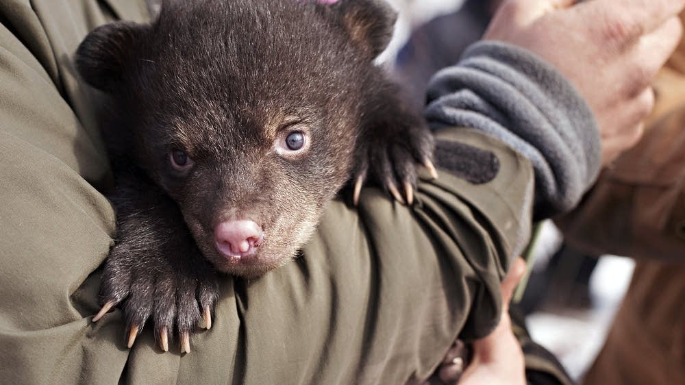 Minnesota black bears move farther south; expert says don't fear | MPR News