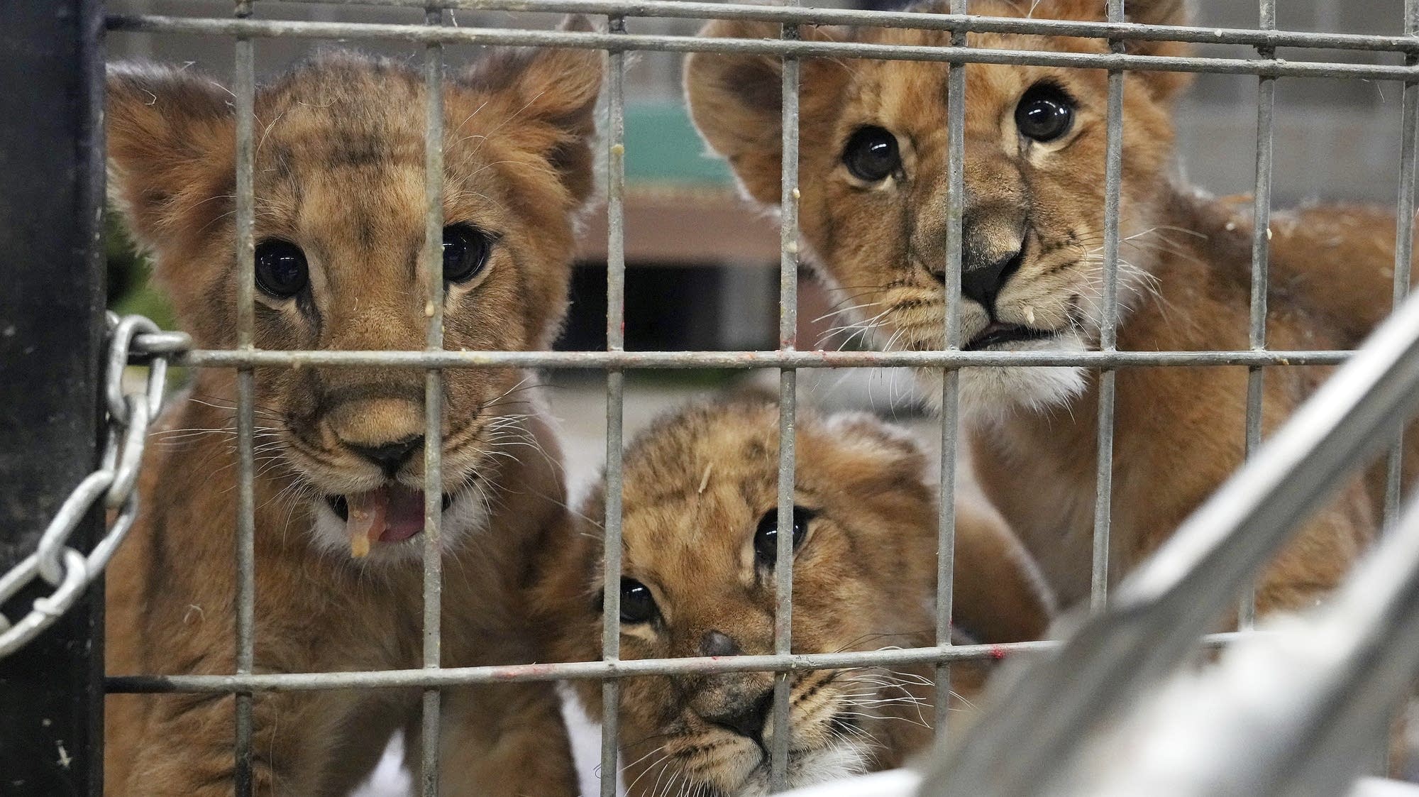 4 lion cubs saved from war in Ukraine arrive at Minnesota sanctuary ...