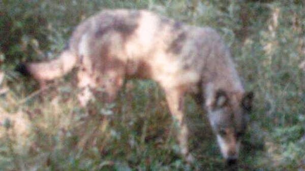 Last chance for Minnesota wolf hunters | MPR News