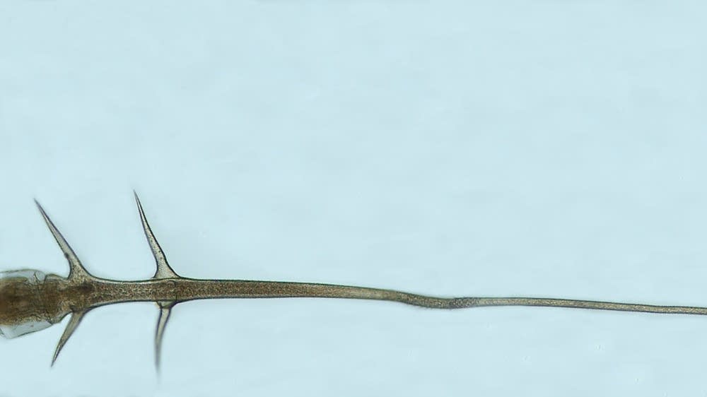 Invasive spiny water flea spreading throughout the Boundary Waters ...