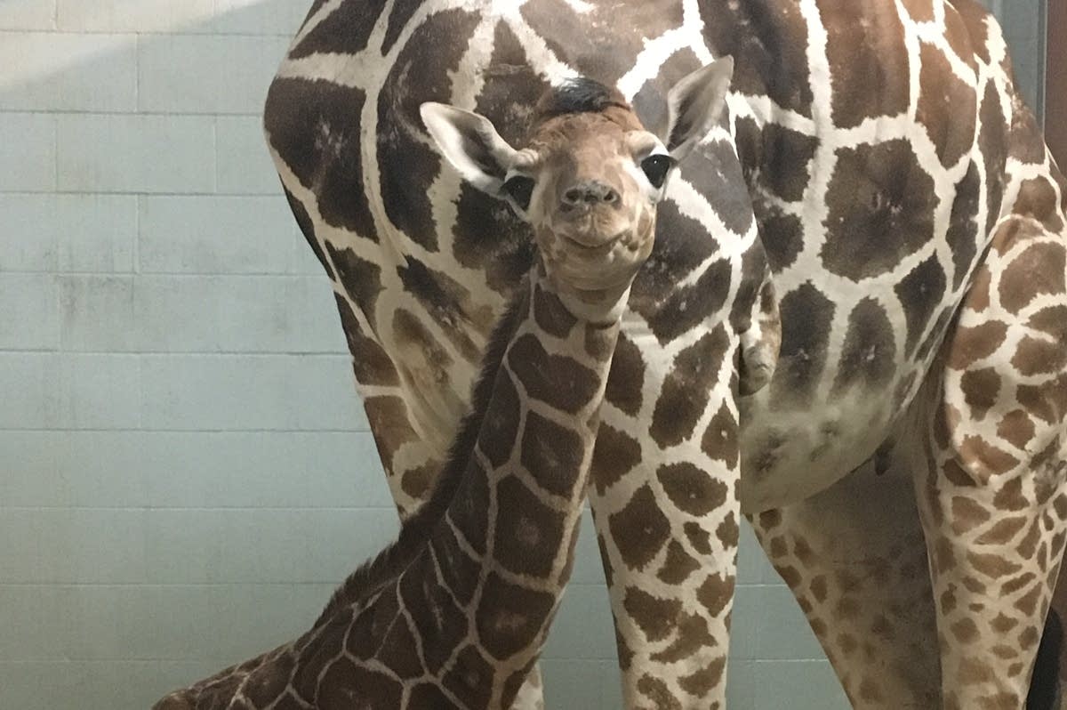 Como Zoo welcomes a giraffe named Prince