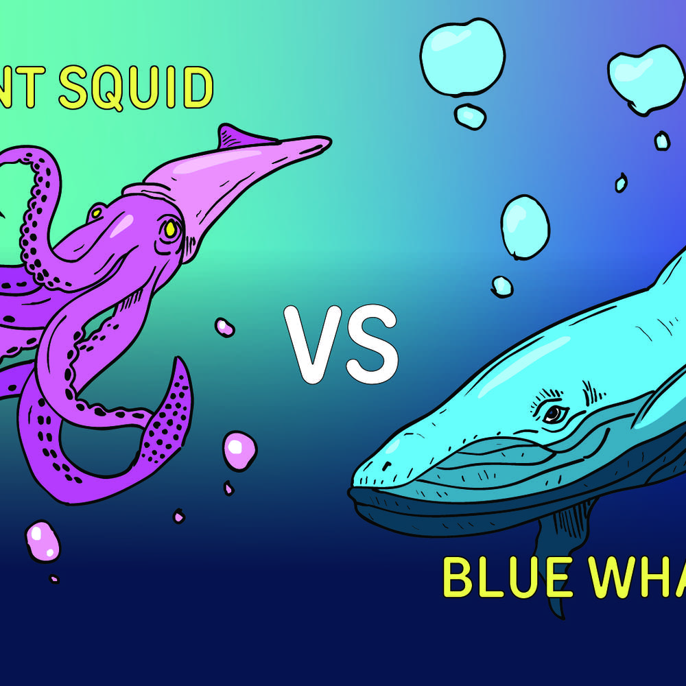 Colossal Squid Vs Blue Whale Sperm Whale Giant Squid Hi Res Stock