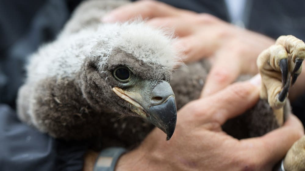 Photos: Baby eagles get a spring checkup | MPR News