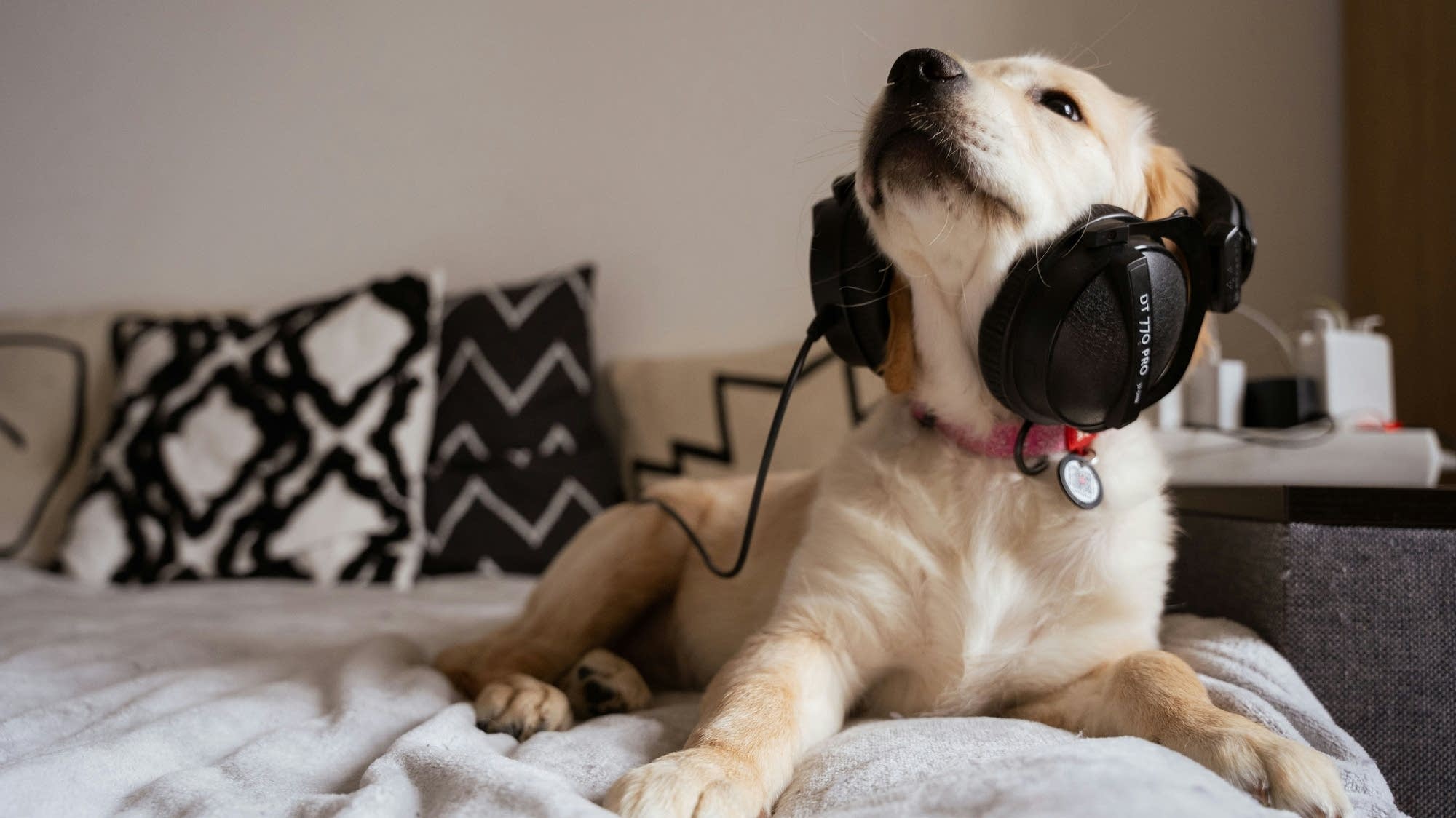 Benefits of classical music for dogs