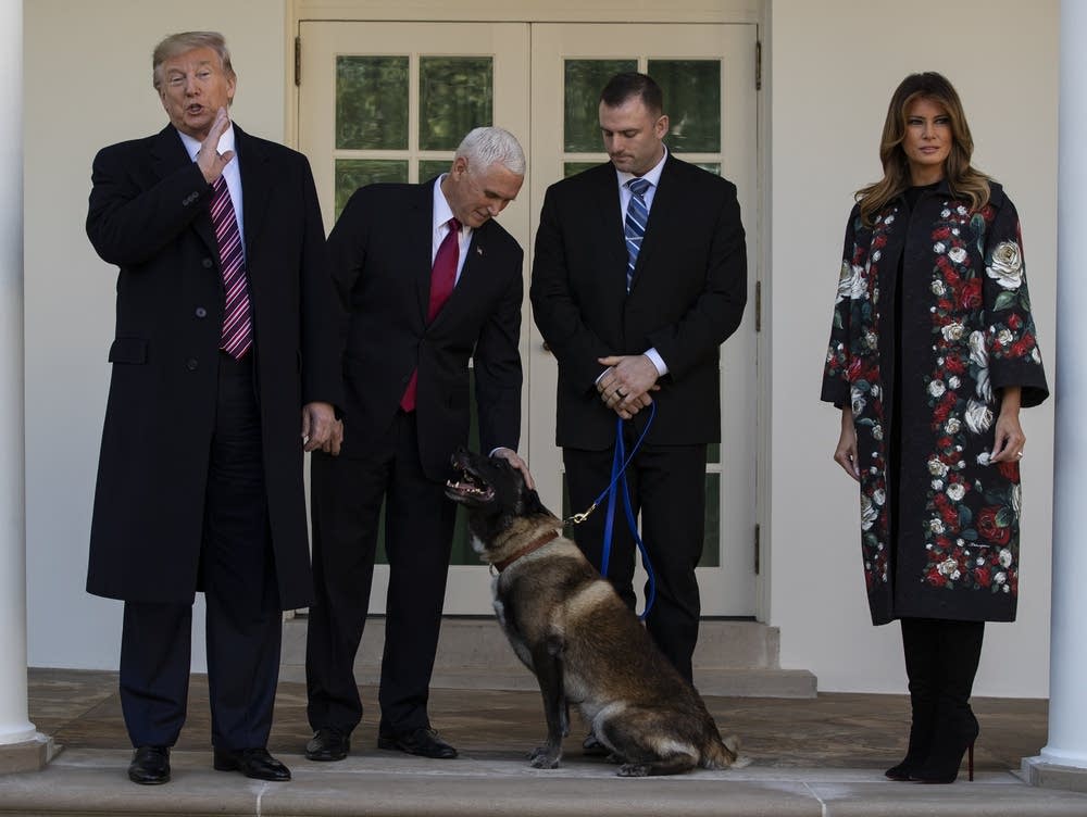 Conan the dog gets hero’s welcome at White House after raid | MPR News