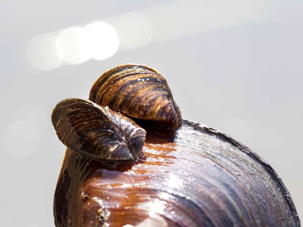 Zebra Mussel On Turtle