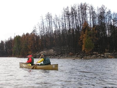 In BWCA, new growth blooms even as hot spots still burn | MPR News