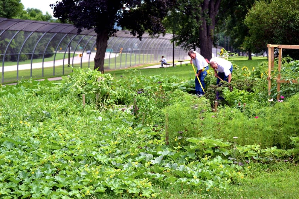 Garden program grows at state prisons | Minnesota Public Radio News