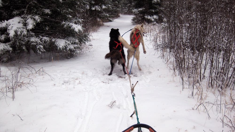 Photos: Spring snow in NE Minn. | MPR News