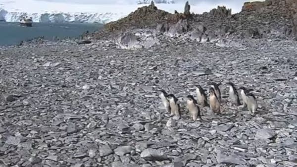 Goodbye, penguins! | MPR News