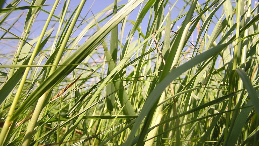 Researchers debate what we know about green fuels | MPR News