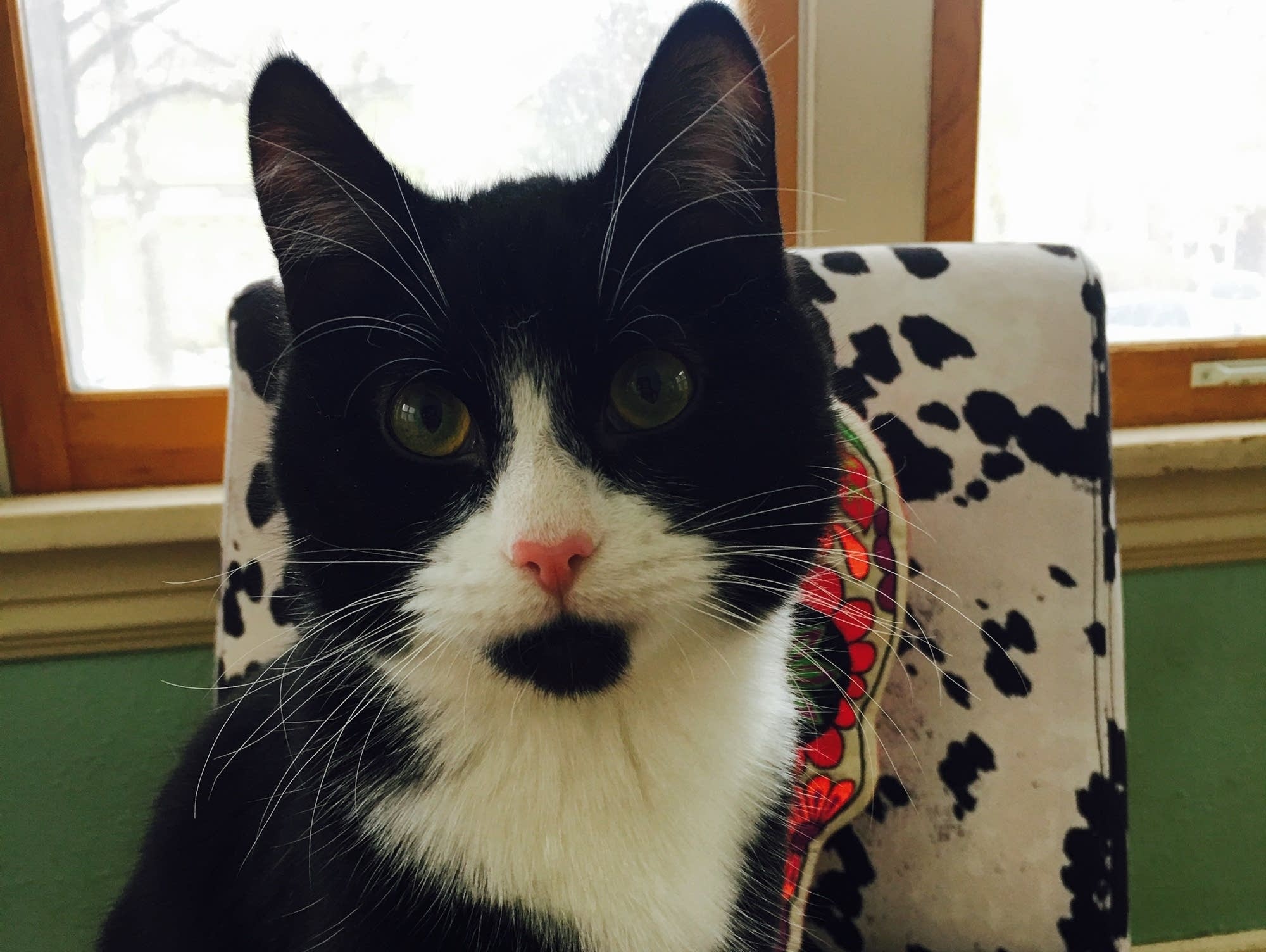 Listen to Looch: meet Stax the cat
