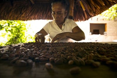 The secret to cacao farming in Mexico: Tell the trees you love them ...