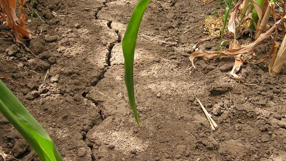 Latest report shows crops are drying up | MPR News