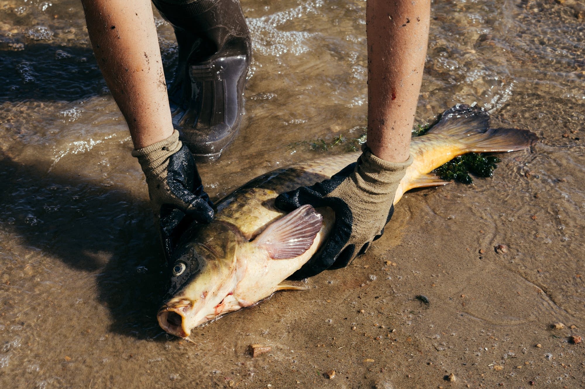 Photos: Common carp are being removed from Minn. lakes by the truckload ...