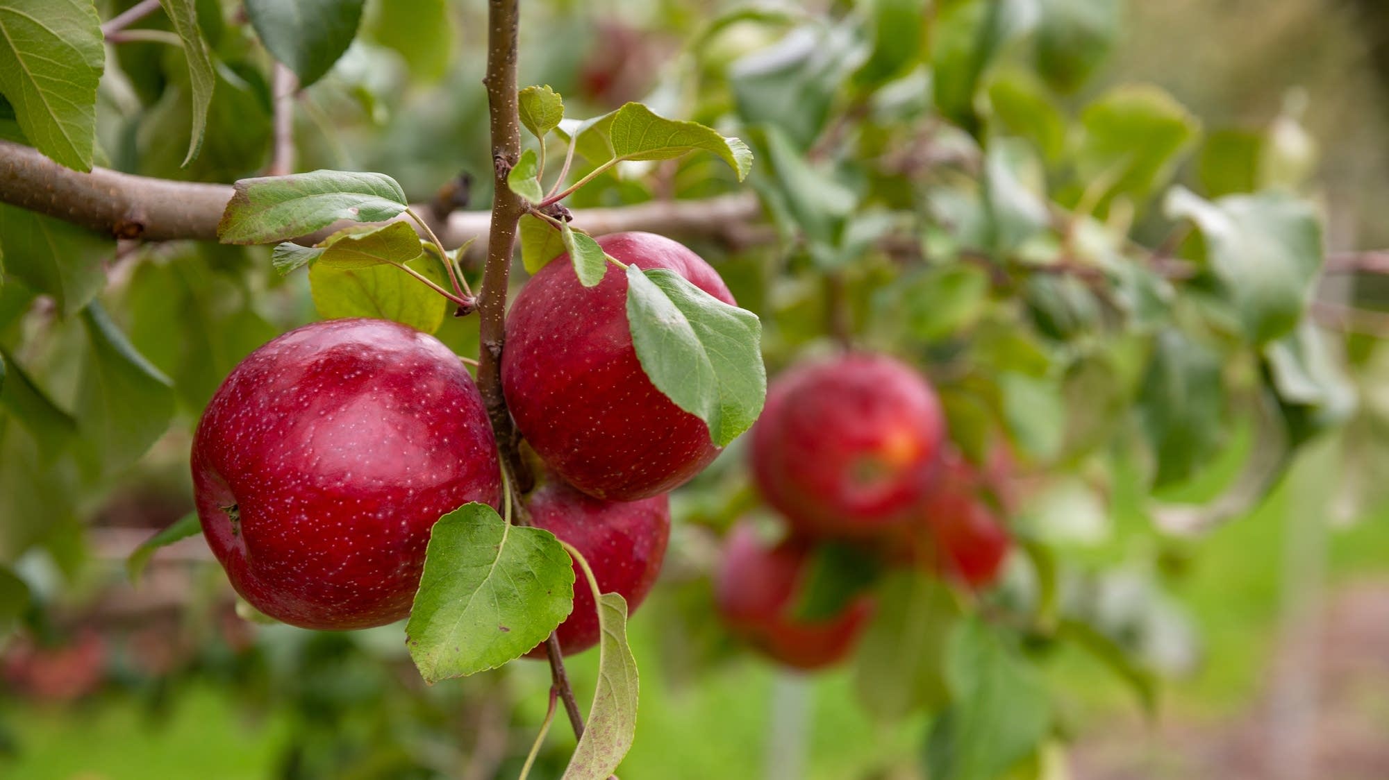 After more than 20 years of testing, you can now grow a Triumph apple ...