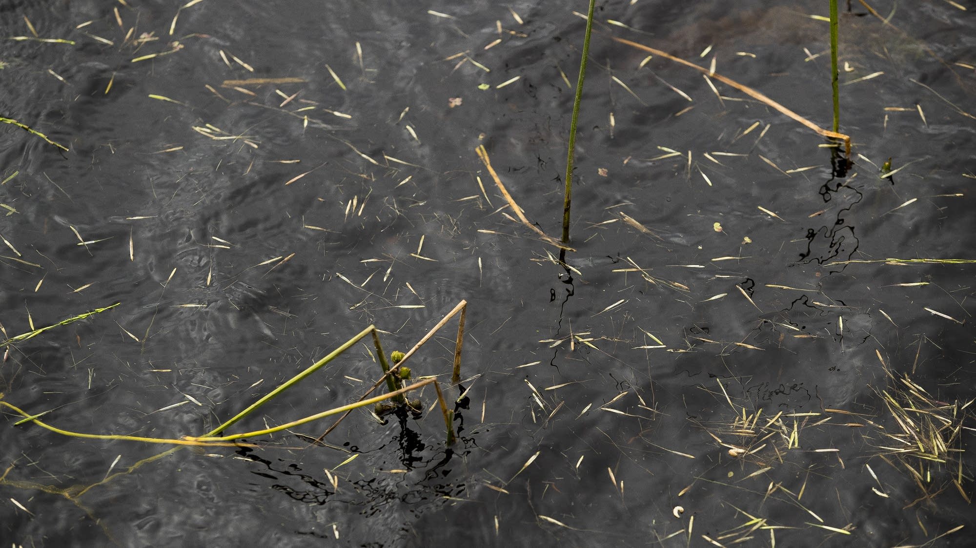 Judge rejects change to Minnesota's wild rice water standard | MPR News