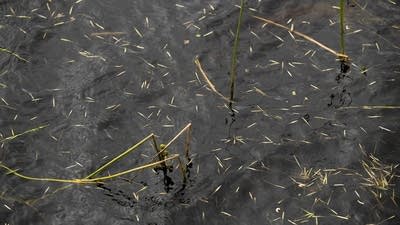Judge rejects change to Minnesota's wild rice water standard | MPR News