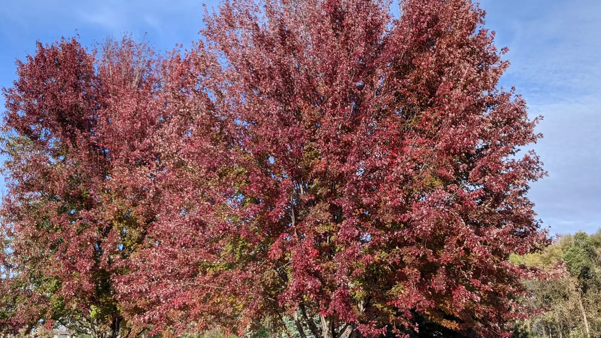 Fall color peaking around Twin Cities | MPR News