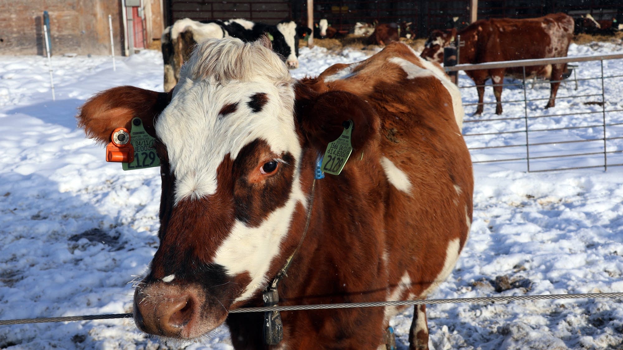 When it comes to climate warming, cow burps are no joke | MPR News