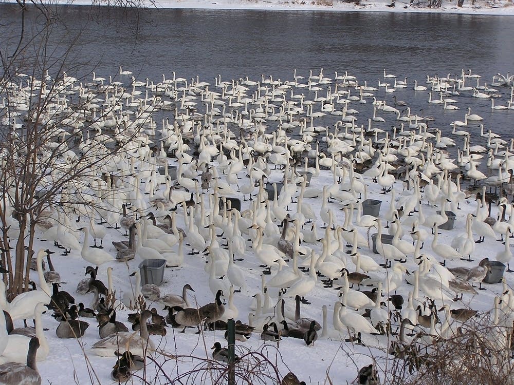 The trumpeter swans come to Monticello | Minnesota Public Radio News