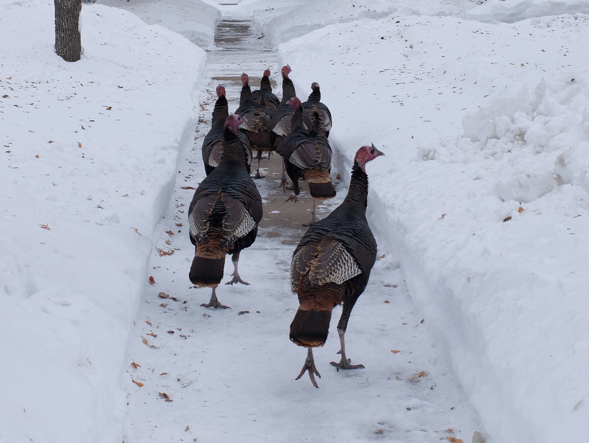 Moorhead seeks to thwart turkey takeover | MPR News
