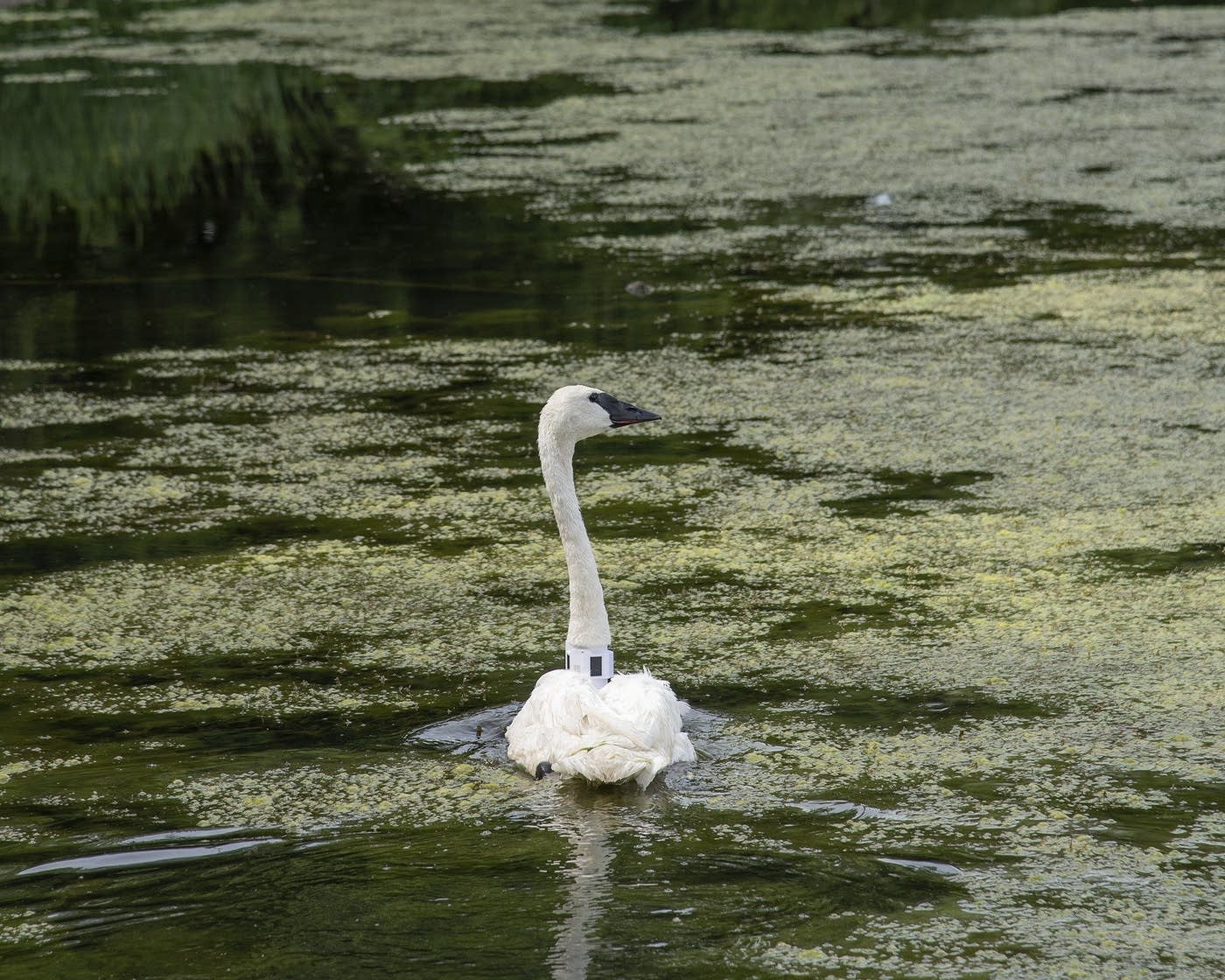 Minnesota researchers track trumpeter swans to study migration, habitat ...